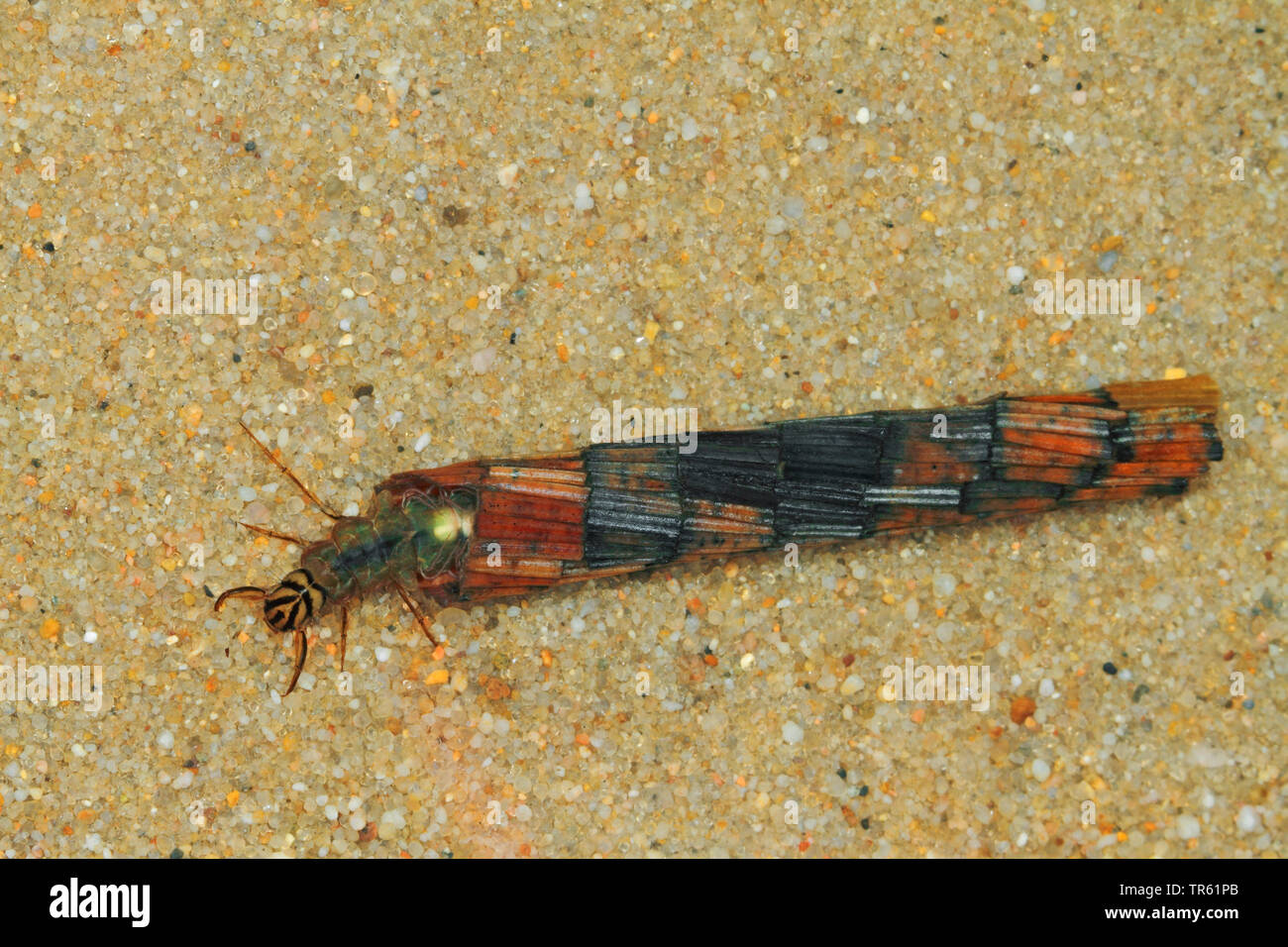 Large Red Sedge (Phryganea grandis), larva in its case on sandy ground ...