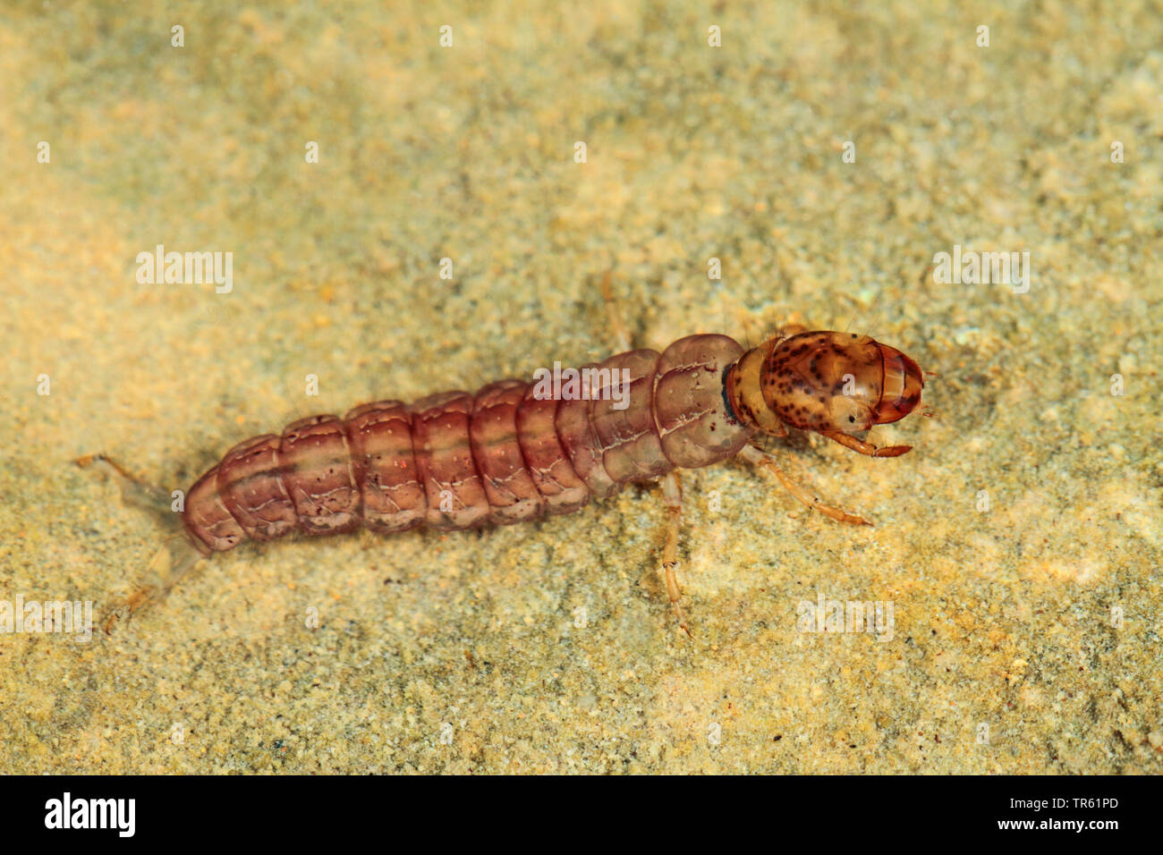 Insects under stone hi-res stock photography and images - Alamy