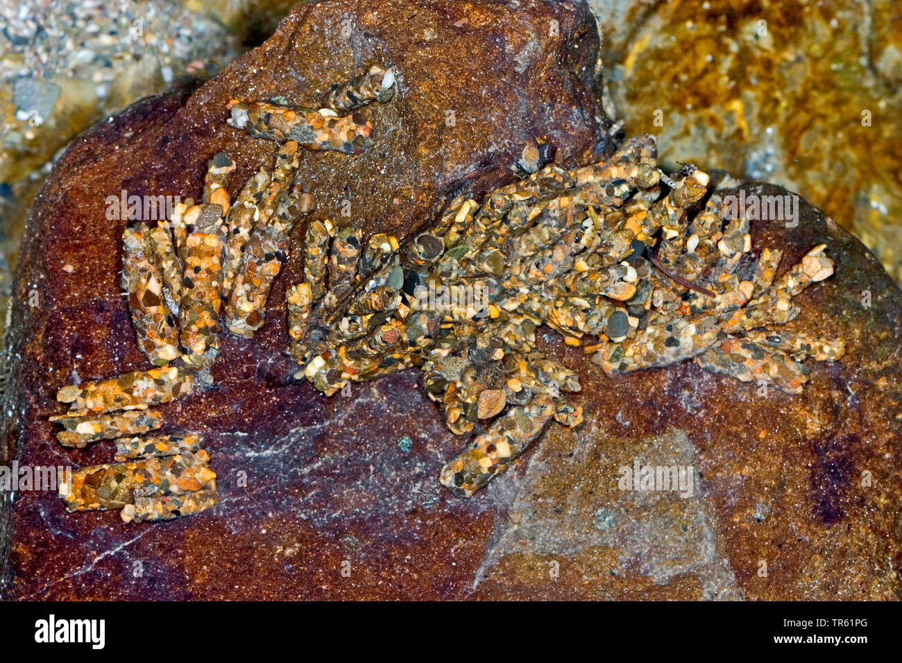 Larvae and flies hi-res stock photography and images - Alamy