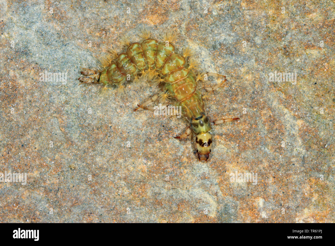 A stone with larva hi-res stock photography and images - Alamy