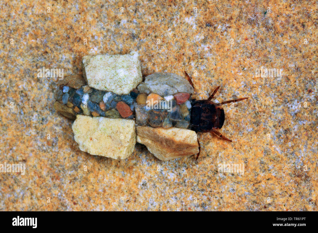 Caddisfly larvae hi-res stock photography and images - Alamy