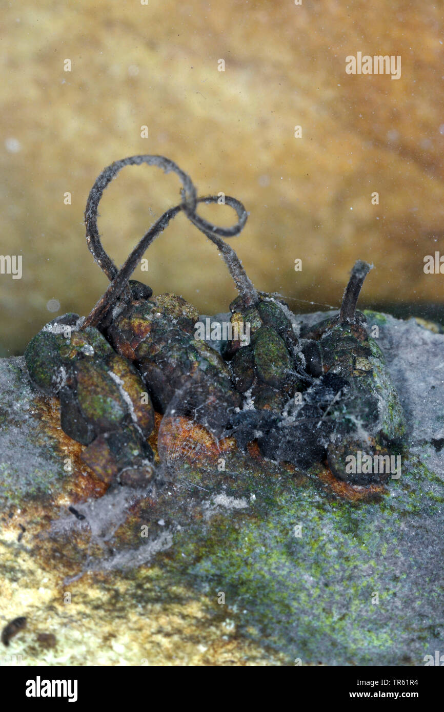 Agriotypidae (Agriotypus armatus, Agriotypus abnormis), parasitized ...