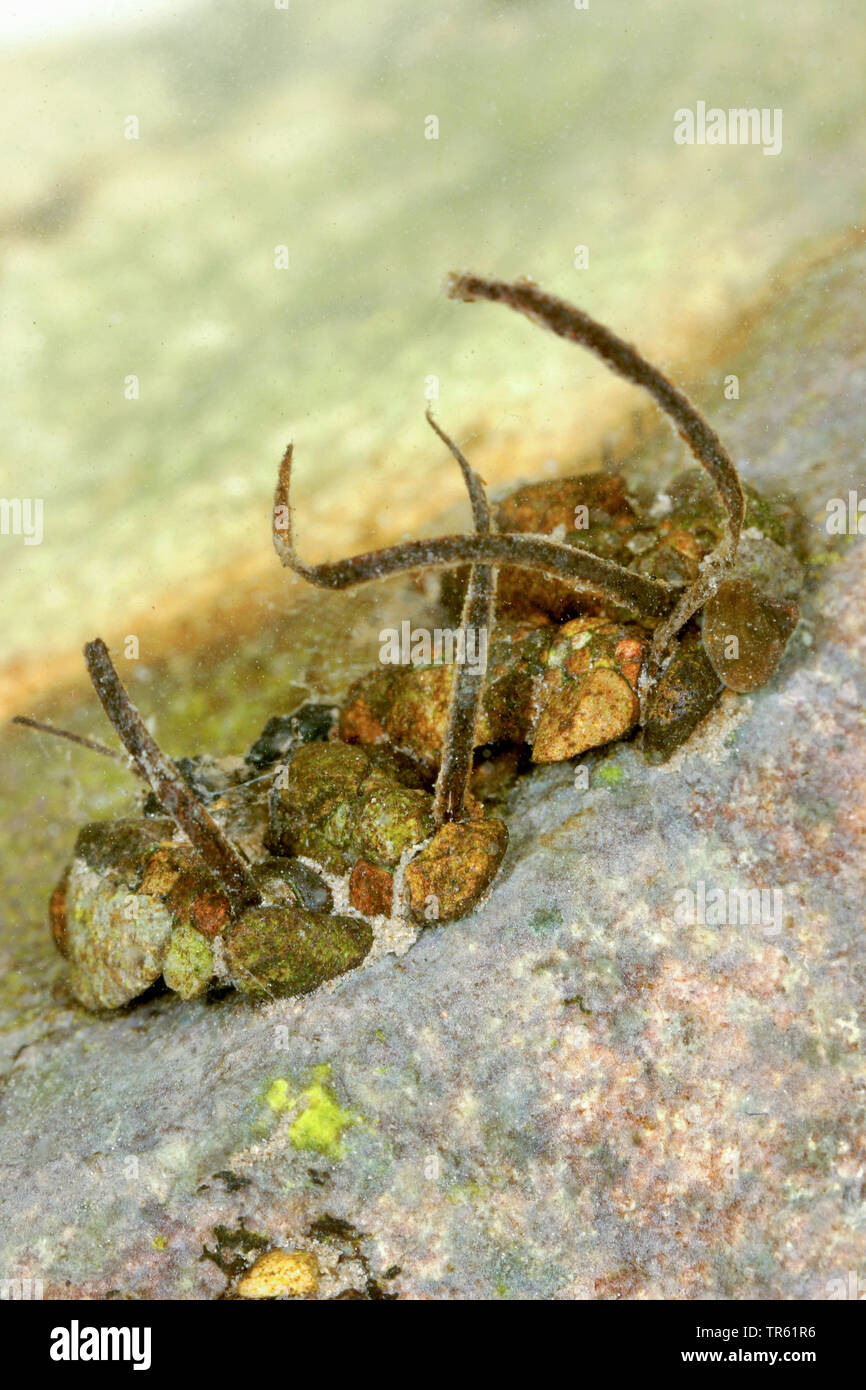 Agriotypidae (Agriotypus armatus, Agriotypus abnormis), parasitized ...