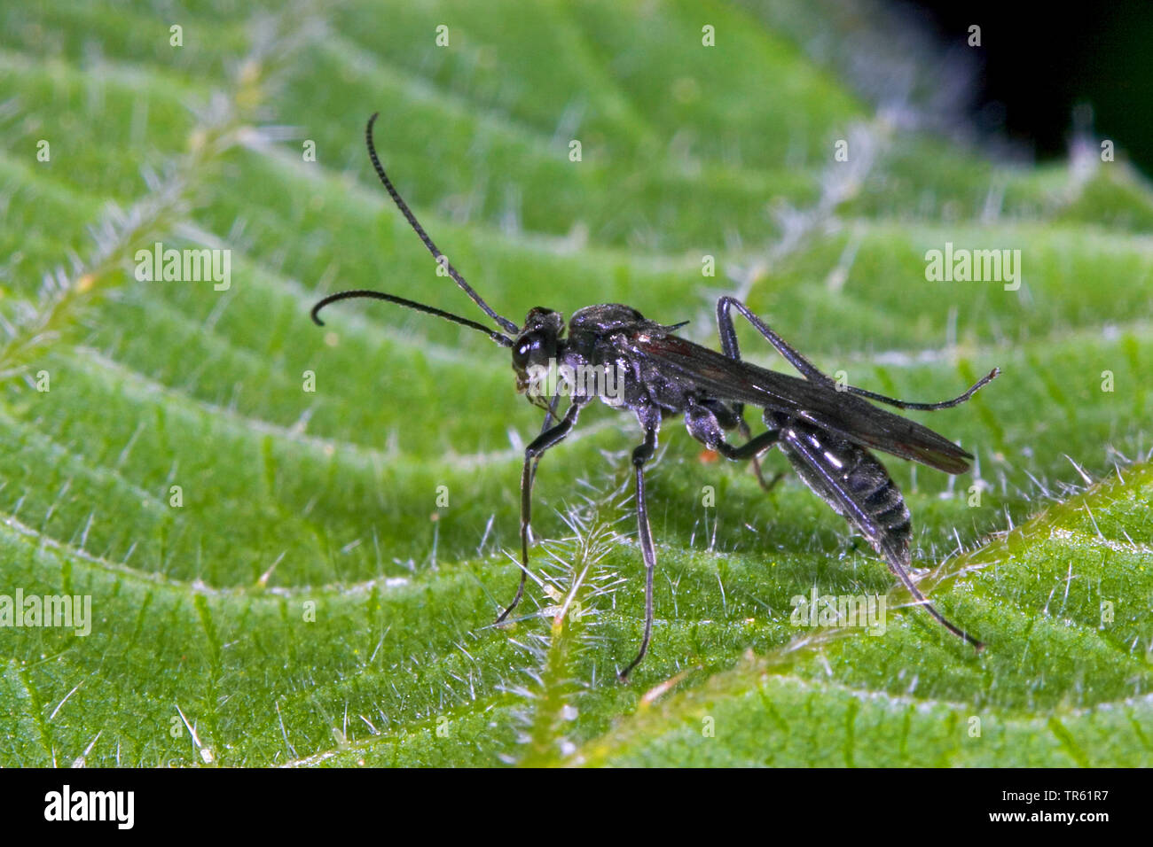 Agriotypidae hi-res stock photography and images - Alamy