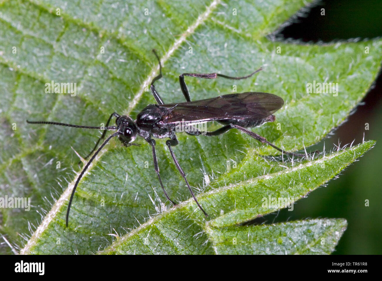 Agriotypidae (Agriotypus armatus, Agriotypus abnormis), imago on a leaf ...