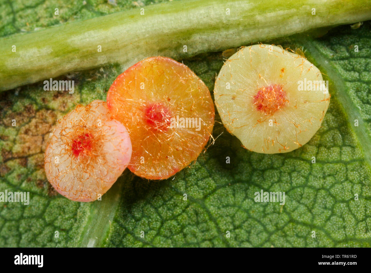 Parthenogenetic gall wasp hi-res stock photography and images - Alamy