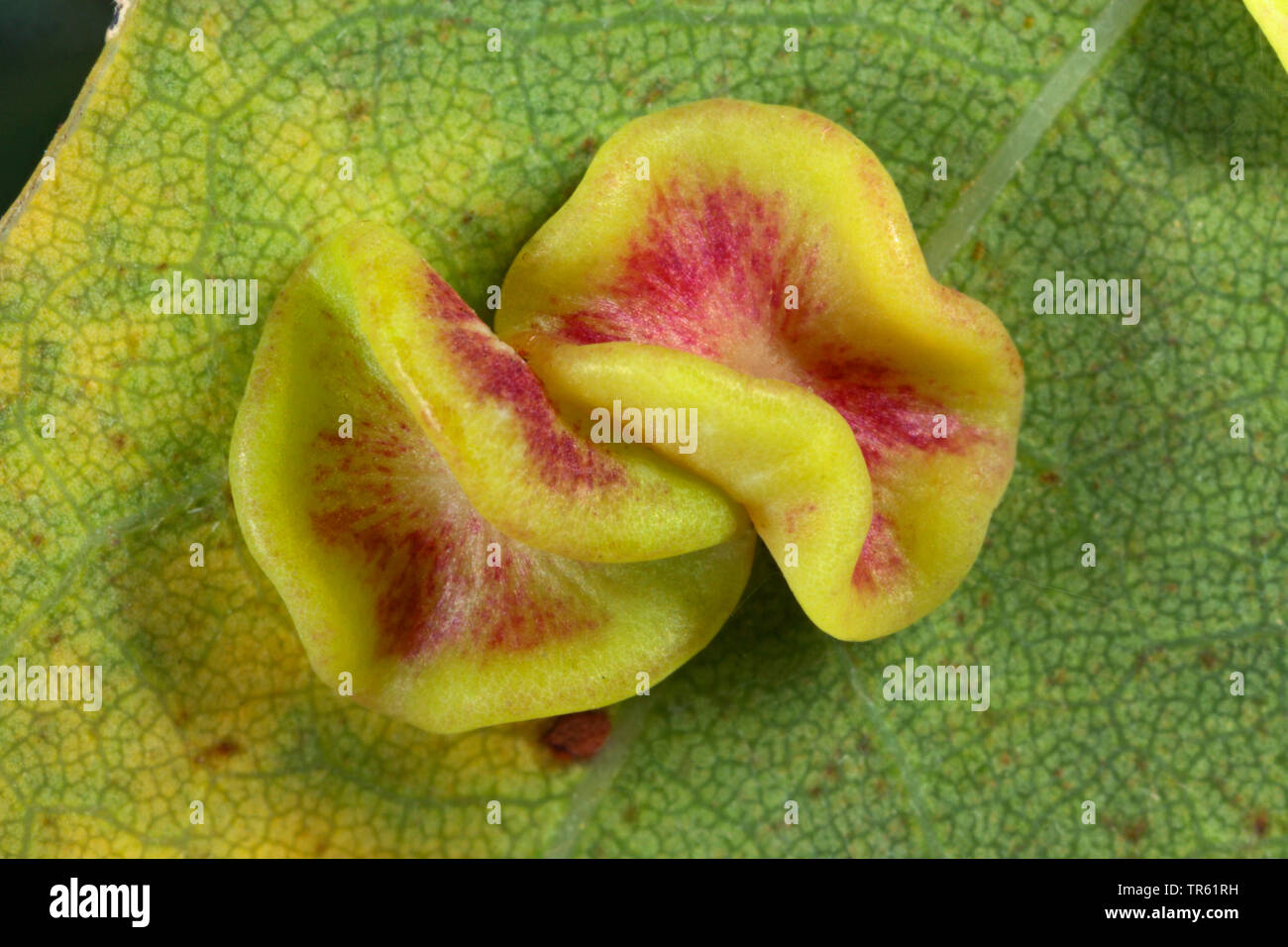 Oak galls at the underside of an oak leaf hi-res stock photography and ...