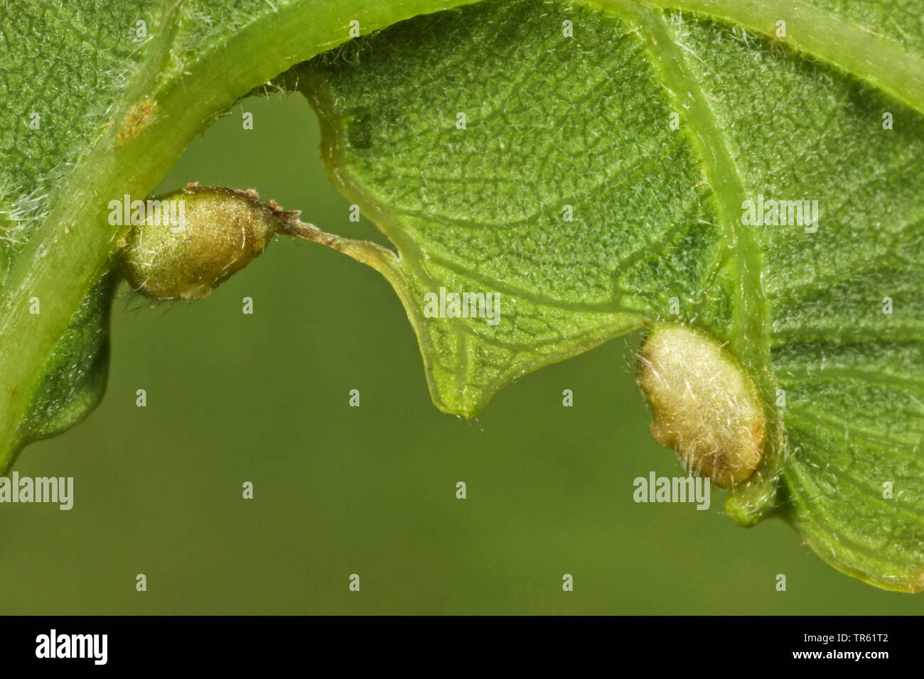 oak leaf smooth-gall cynipid wasp, Schenck's gall wasp, smooth spangle ...