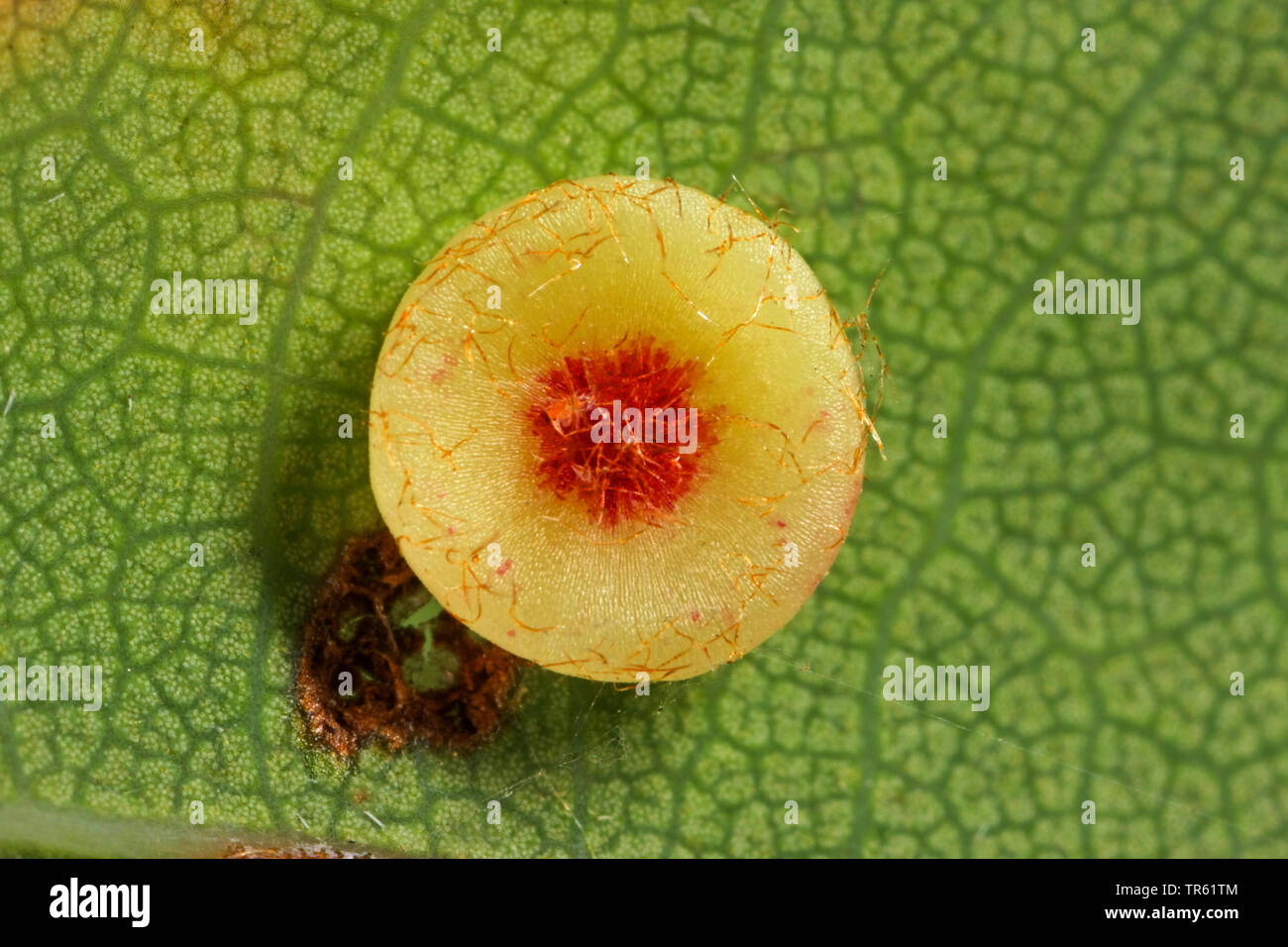 oak leaf smooth-gall cynipid wasp, Schenck's gall wasp, smooth spangle ...