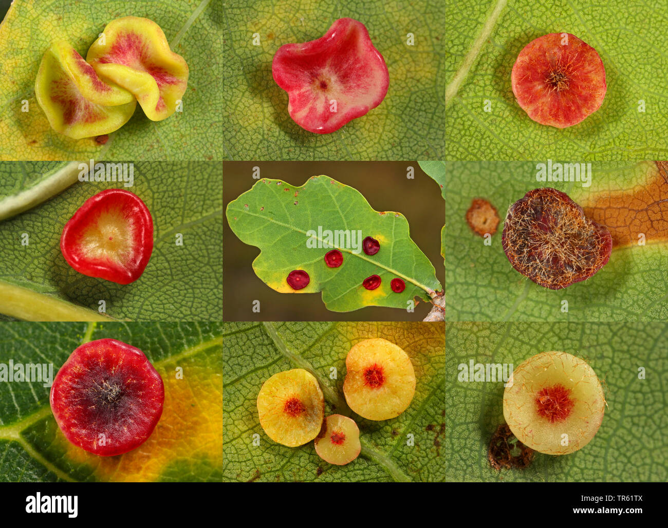 oak leaf smooth-gall cynipid wasp, Schenck's gall wasp, smooth spangle ...