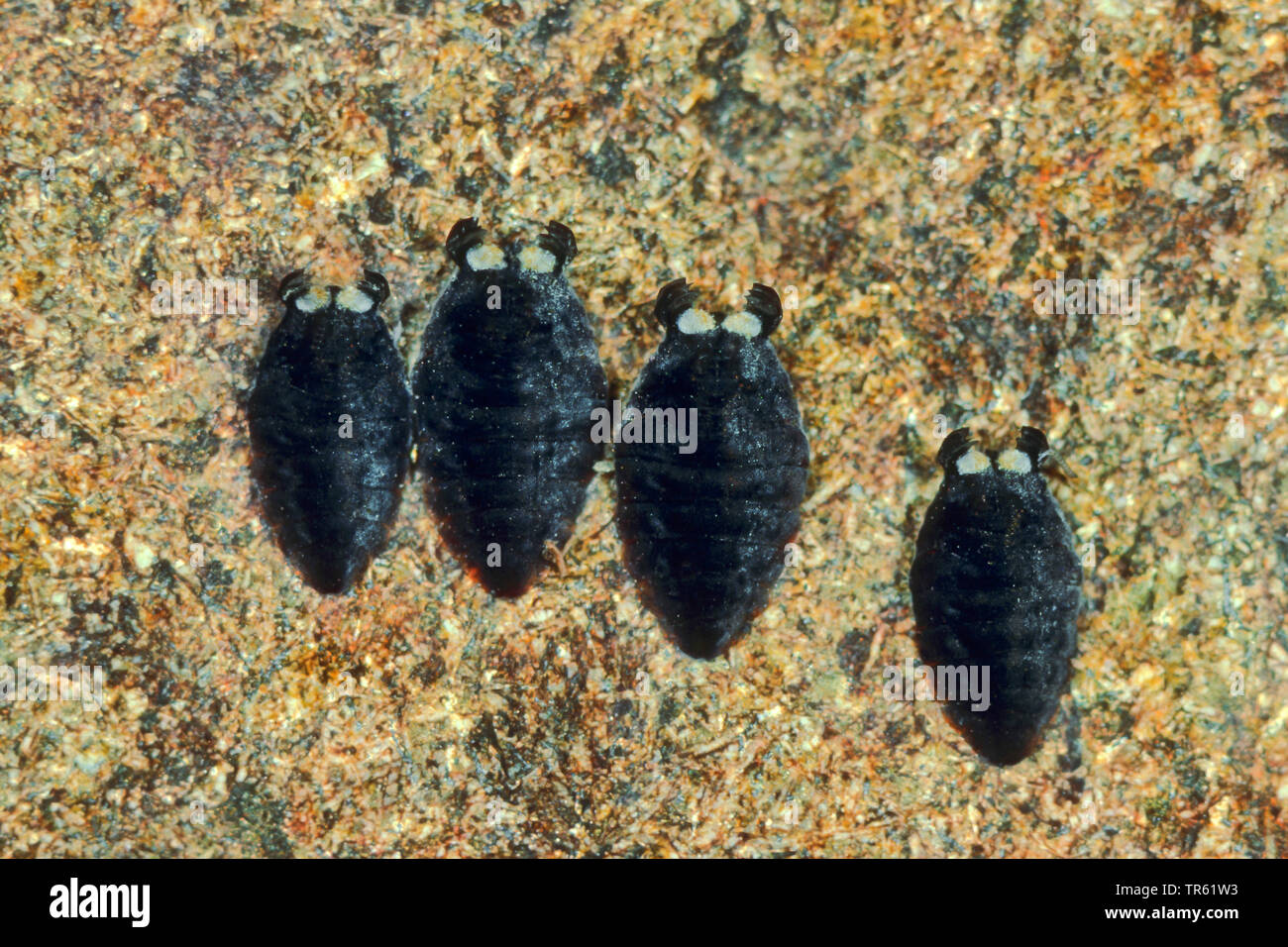 Four winged insects hi-res stock photography and images - Alamy