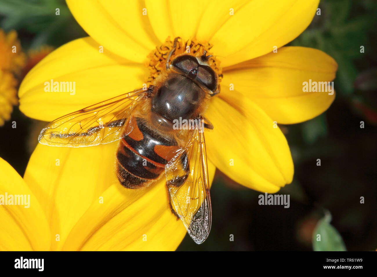 Eristalis Tenax Adult High Resolution Stock Photography and Images - Alamy