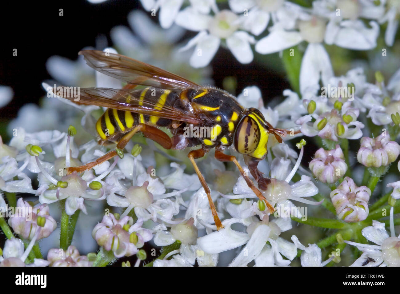 White flies on plant hi-res stock photography and images - Alamy