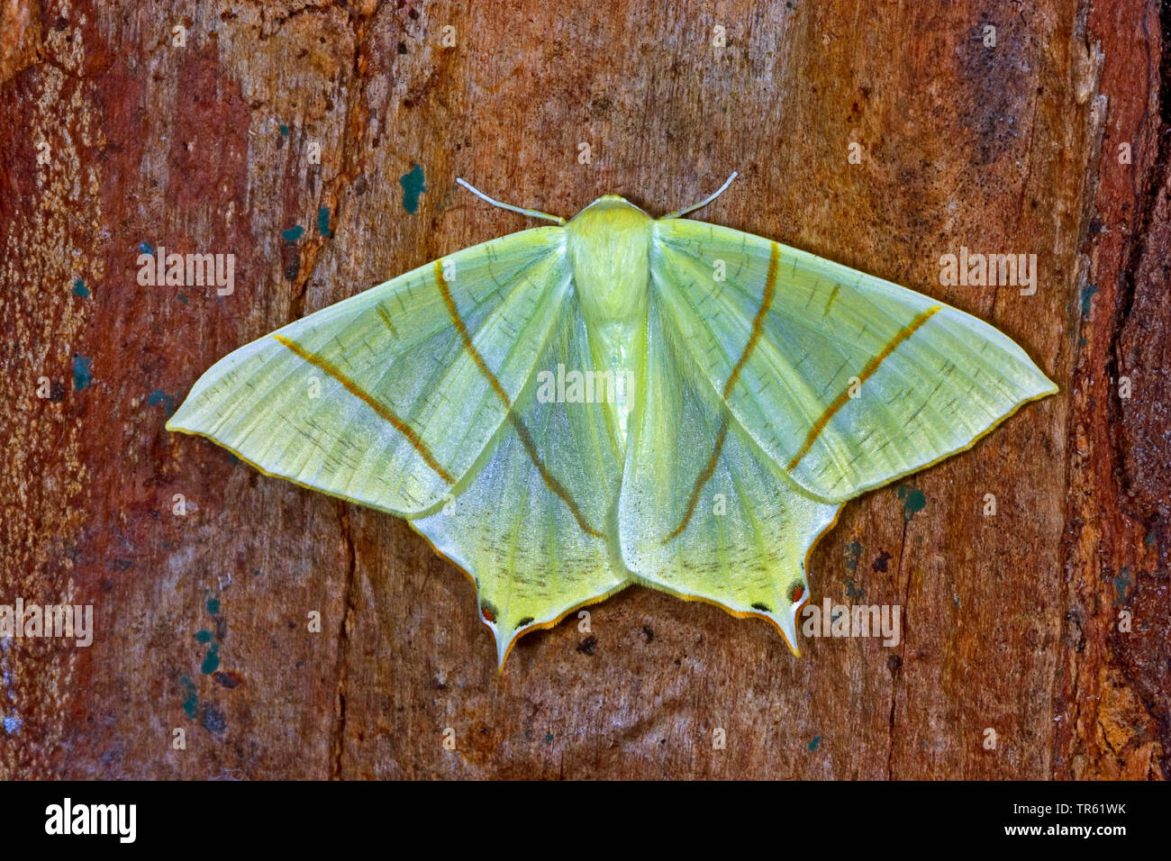 Swallow-tailed moth (Ourapteryx sambucaria), imago with open wings ...