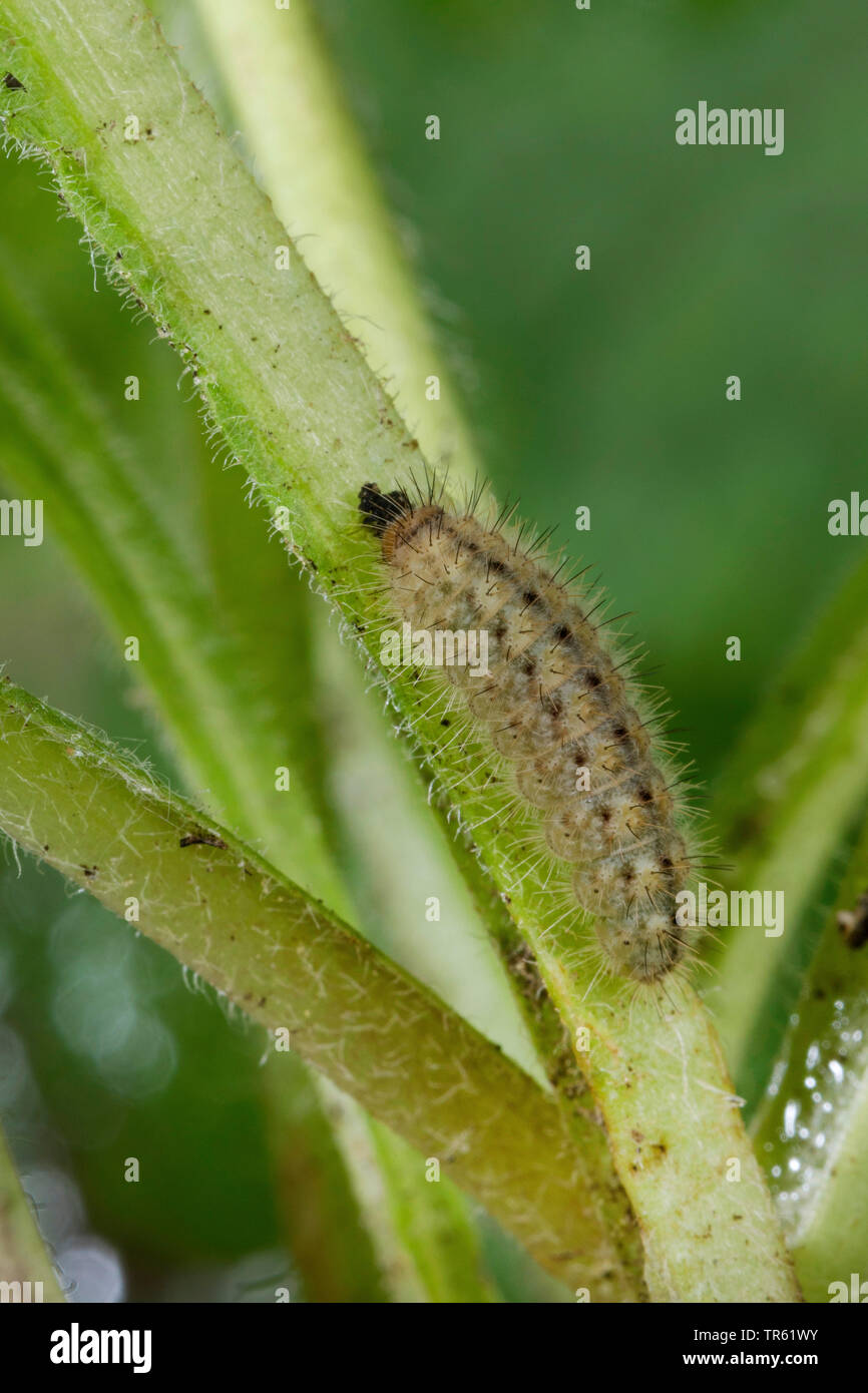 Metalmark butterfly caterpillar hi-res stock photography and images - Alamy