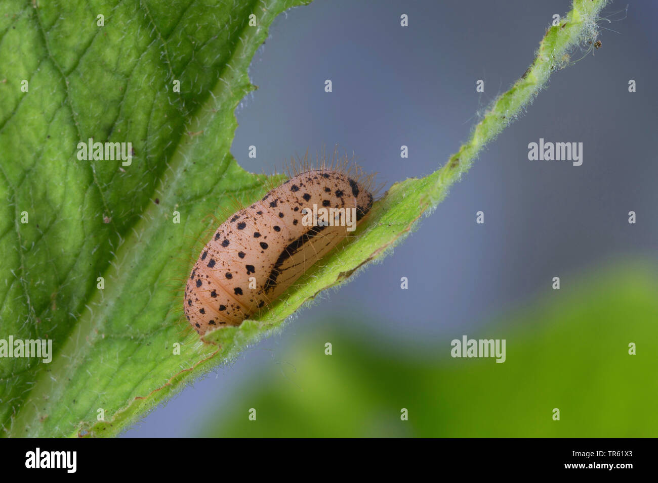 Metalmark butterfly caterpillar hi-res stock photography and images - Alamy