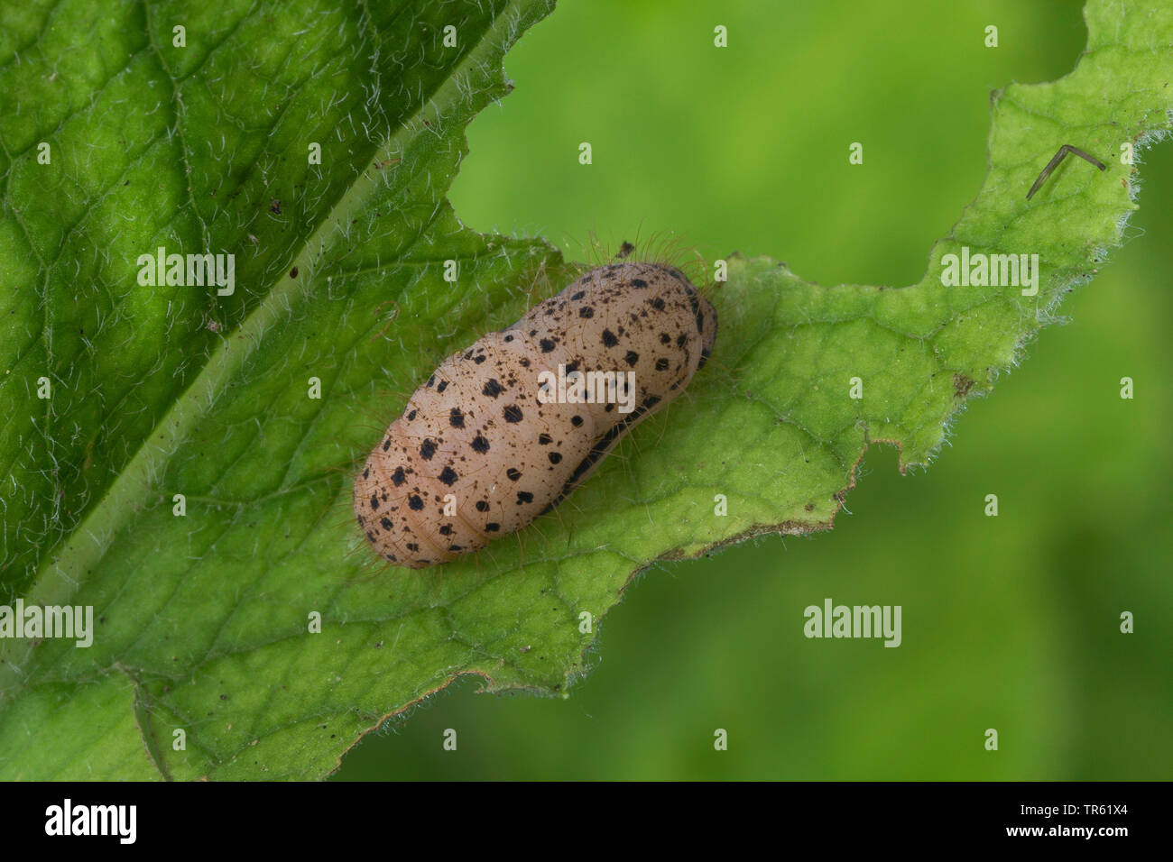 Metalmark butterfly caterpillar hi-res stock photography and images - Alamy