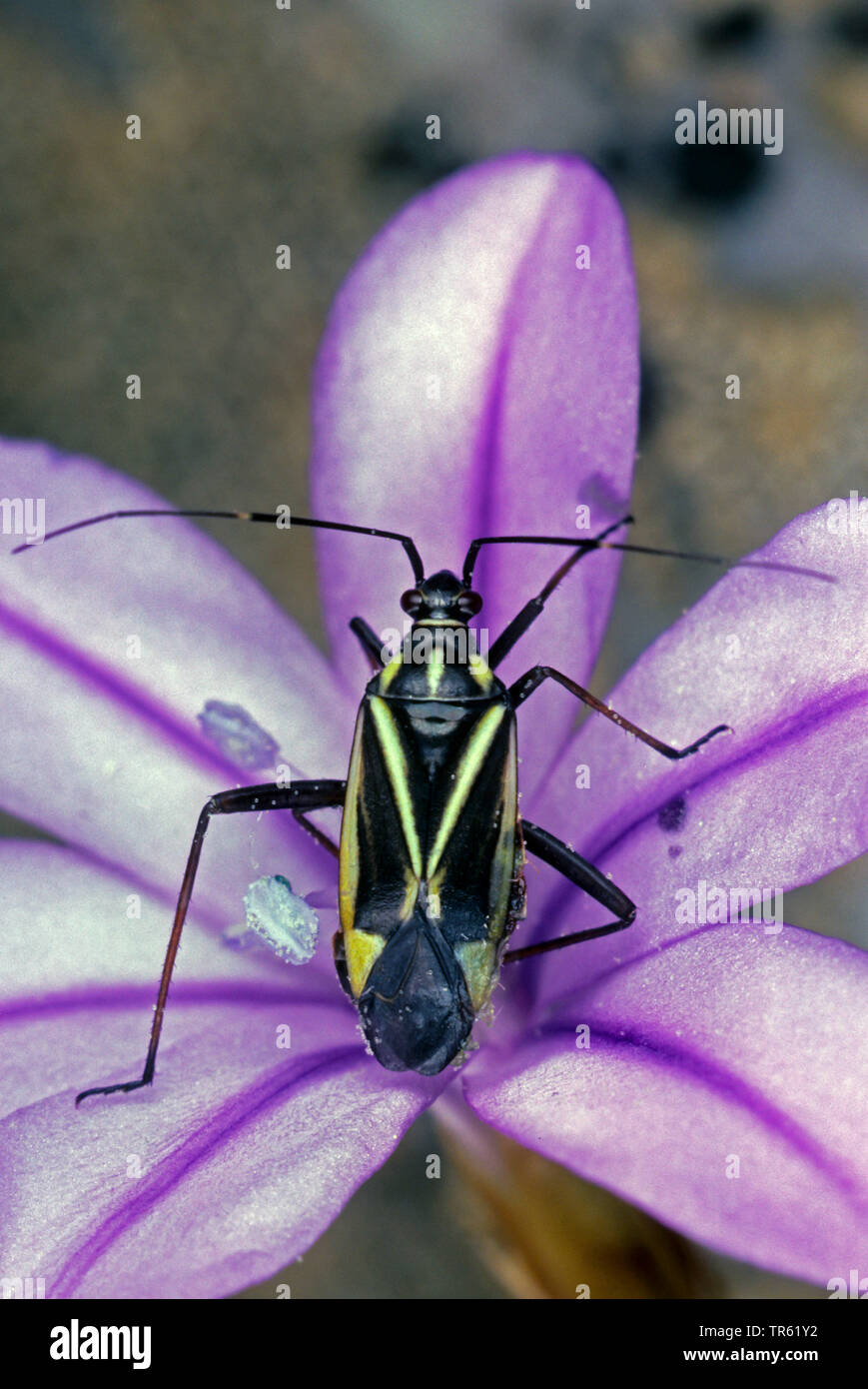 M blossom hi-res stock photography and images - Alamy