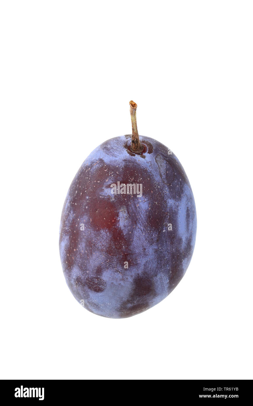 European plum (Prunus domestica), plum, cultivar Ortenauer, cutout ...