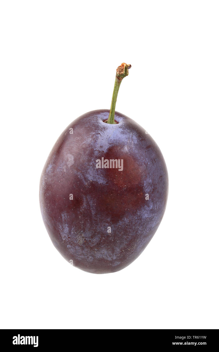 European plum prunus domestica katinka hi-res stock photography and ...