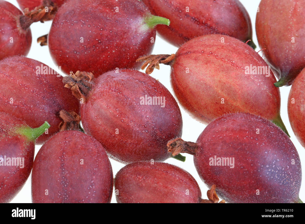 Grossulariaceae gooseberry plants hi-res stock photography and images ...