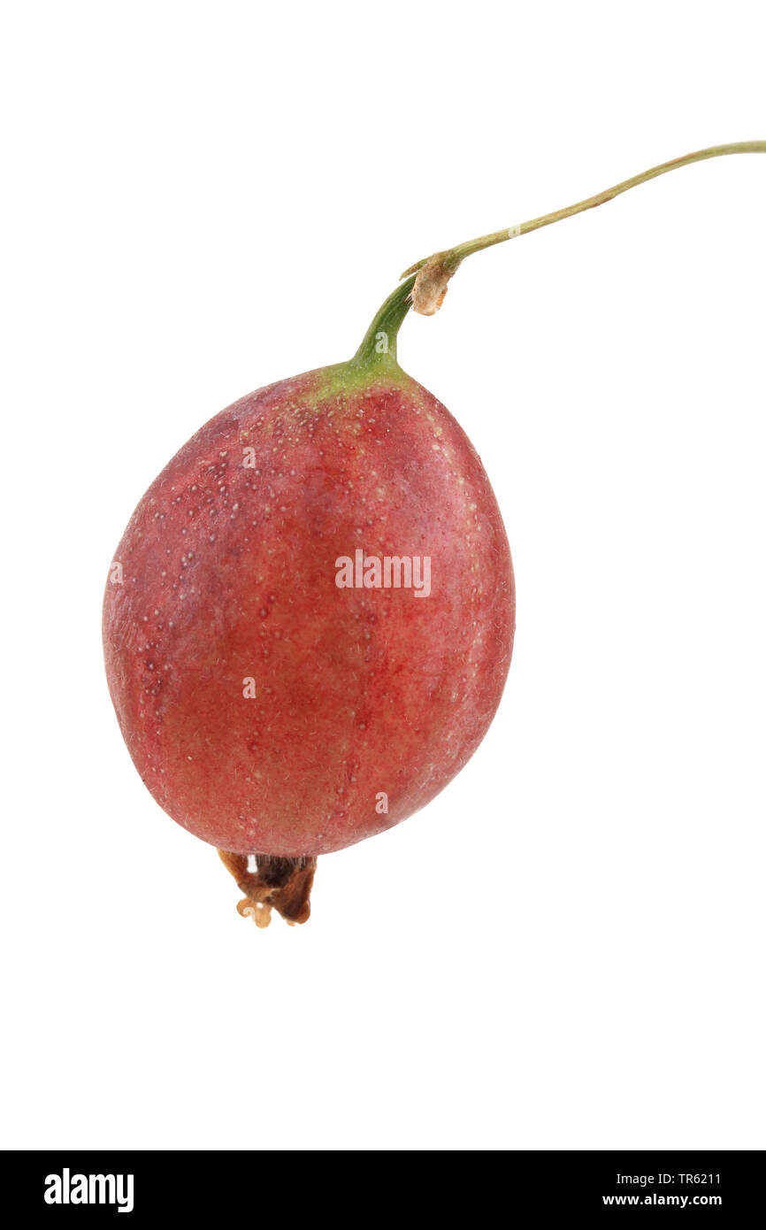 wild gooseberry, European gooseberry (Ribes uva-crispa), red gooseberry ...