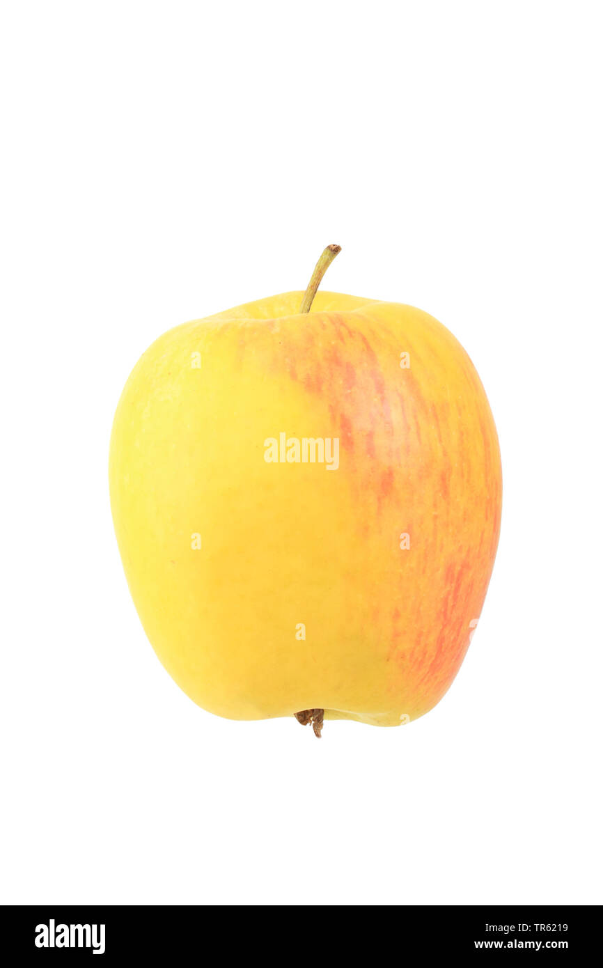 apple (Malus domestica, Delbar), apple of cultivar Delbar, cutout Stock ...