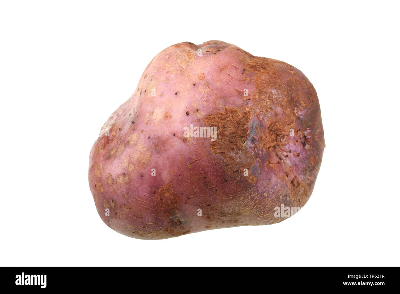 Potato skerry blue hi-res stock photography and images - Alamy