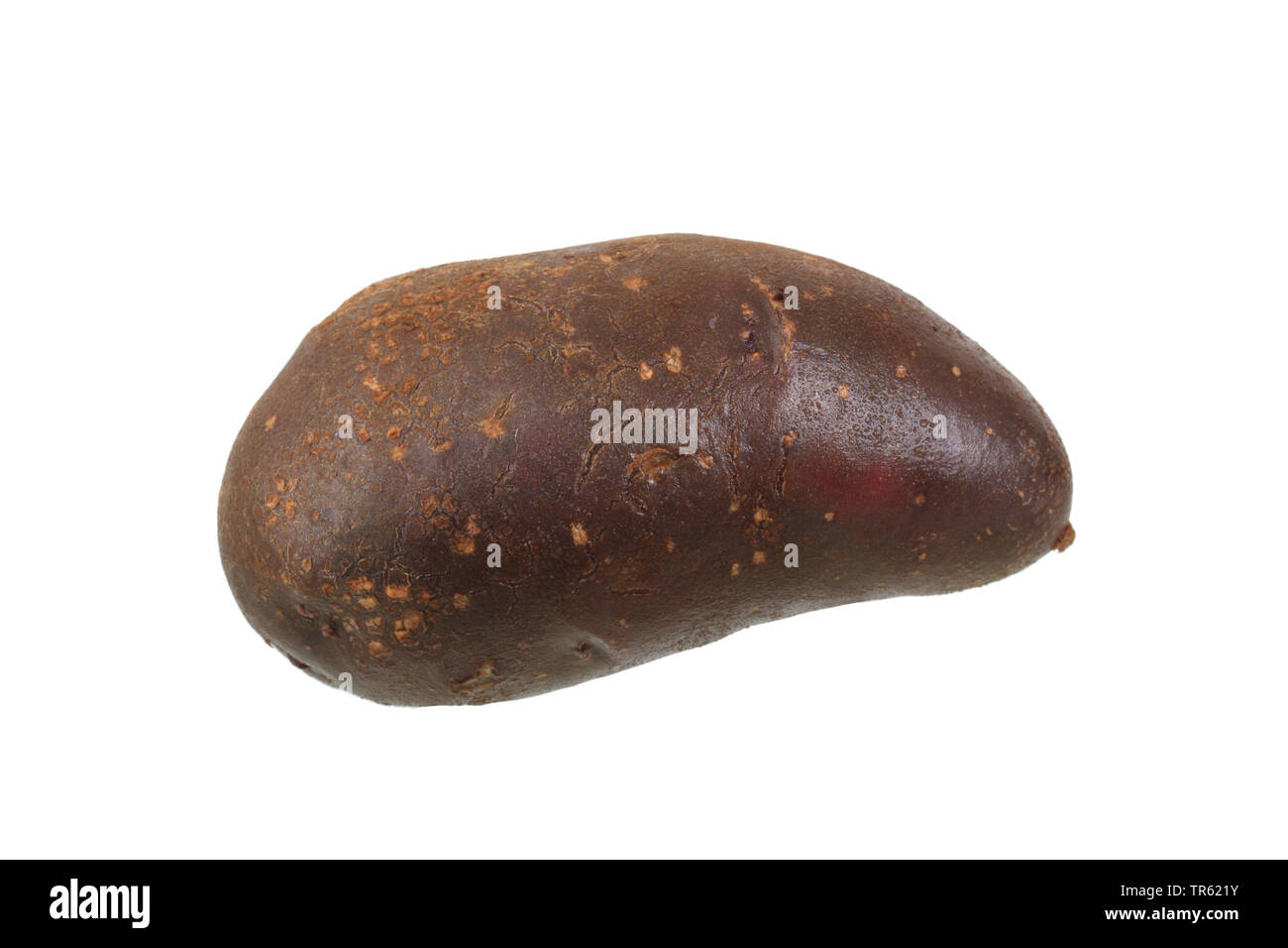 potato (Solanum tuberosum Shetland Black), potato of cultivar Shetland ...