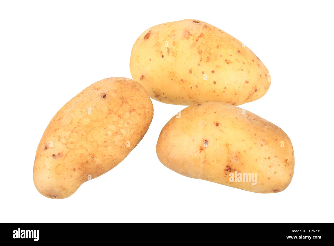 potato (Solanum tuberosum Mayan Twlight), potatoes of cultivar Mayan ...