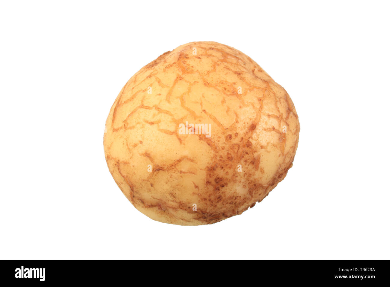 potato (Solanum tuberosum La Barotte), potato of cultivar La Barotte ...