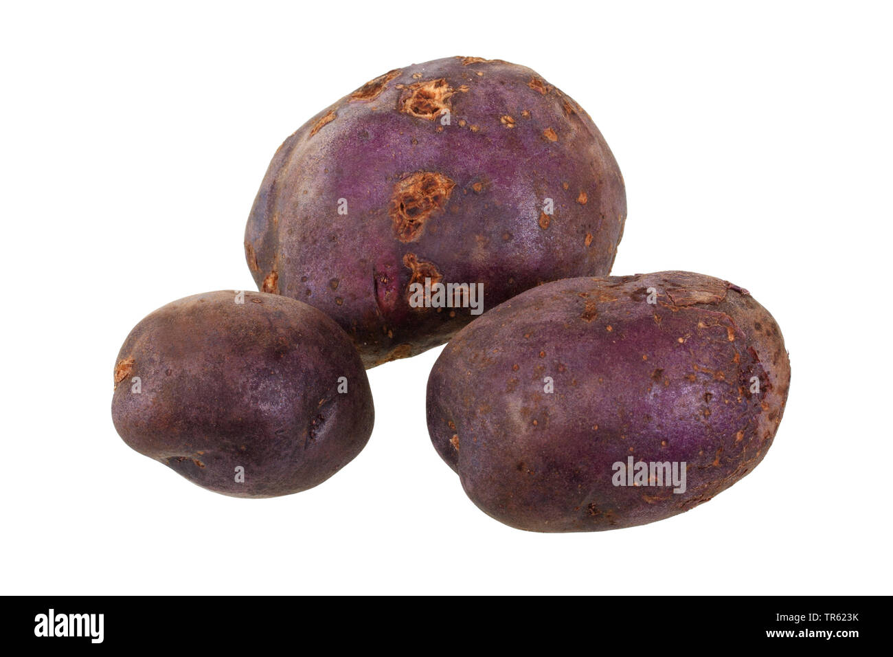 potato (Solanum tuberosum Hermanns Blaue), potatoes of cultivar ...