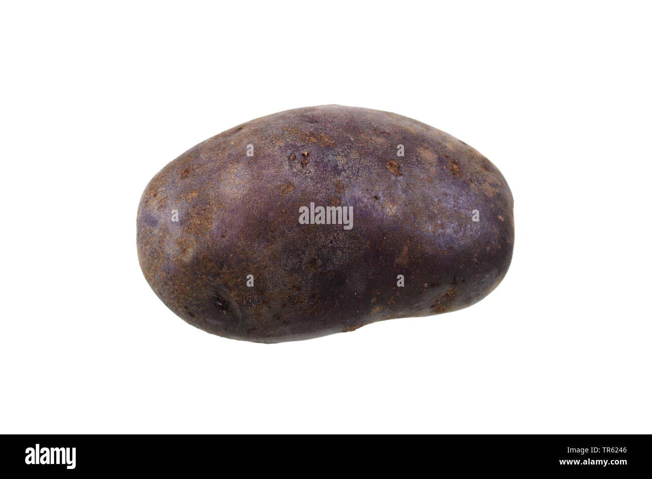 potato (Solanum tuberosum Blauer Schwede), potato of cultivar Blauer ...