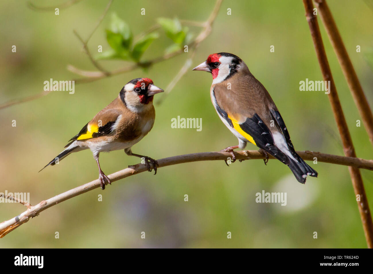 Pair of eurasian goldfinch hi-res stock photography and images - Alamy