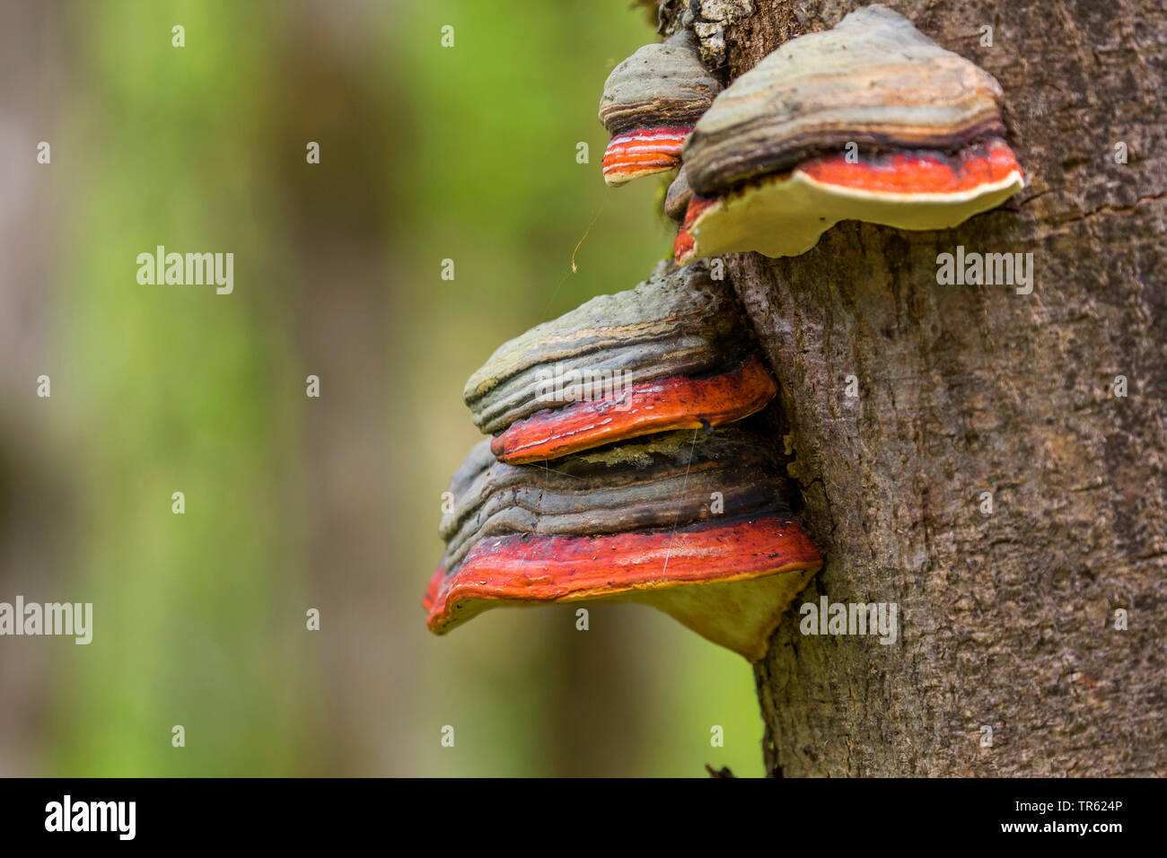 German Colors High Resolution Stock Photography and Images - Alamy