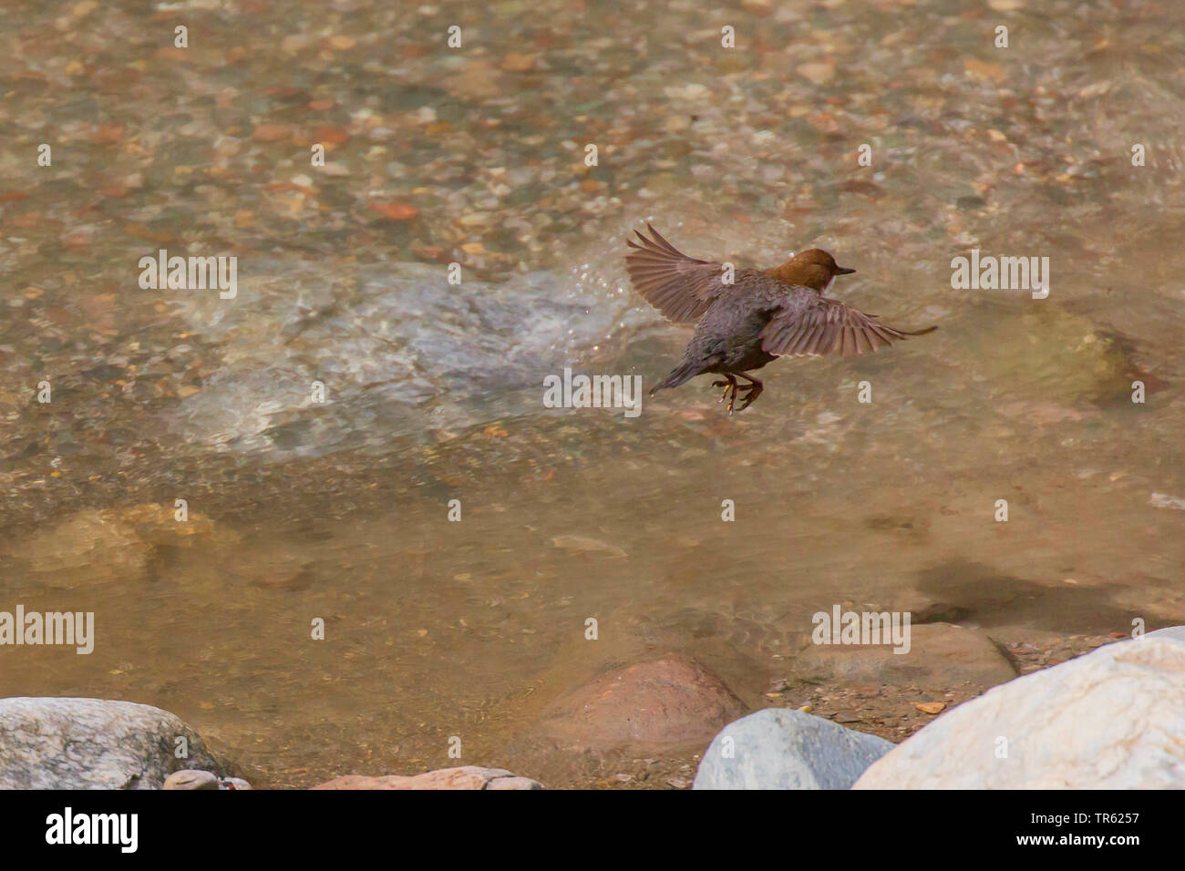 Flying dipper hi-res stock photography and images - Alamy