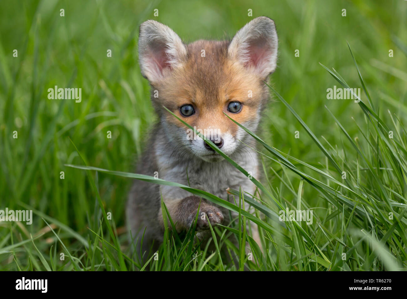 red fox (Vulpes vulpes), fox cub sitting on grass, front view, Germany ...