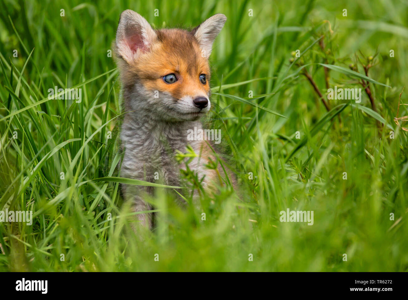 red fox (Vulpes vulpes), fox cub sitting on high grass, front view ...