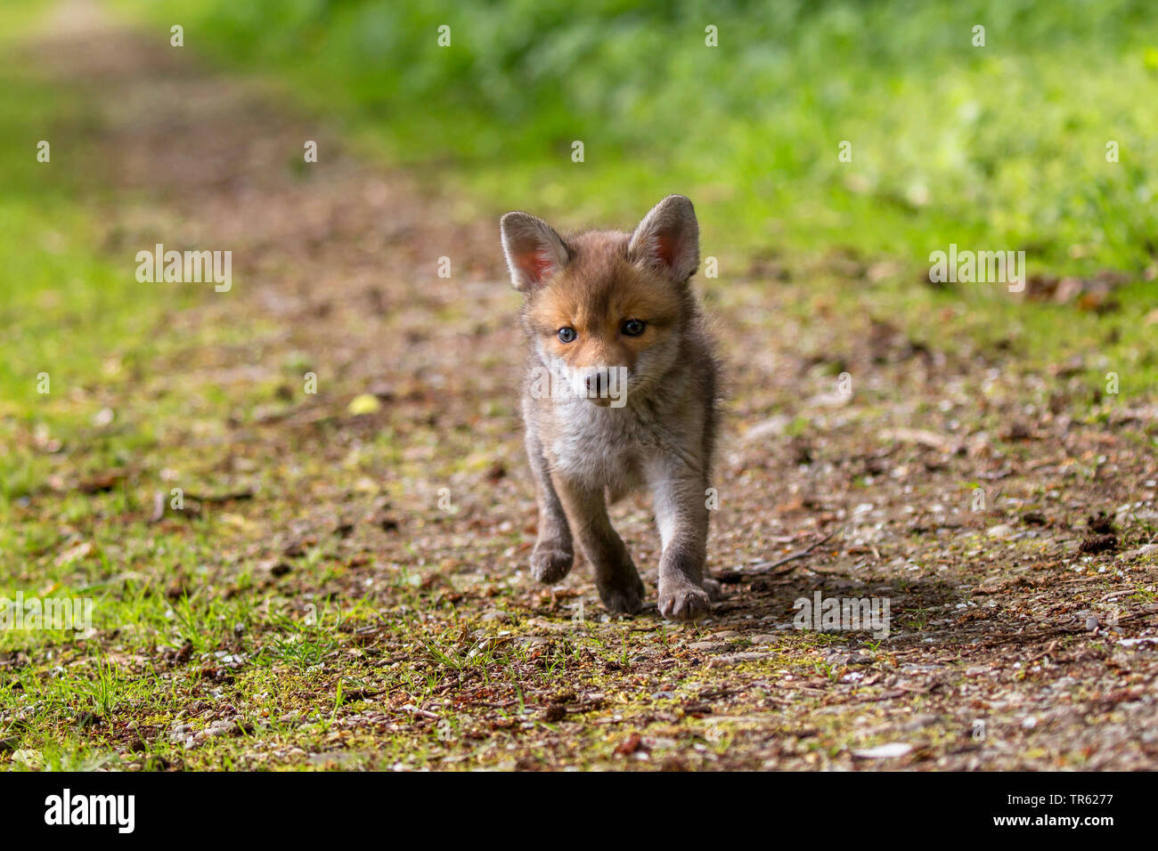 red fox (Vulpes vulpes), fox cub running a forest path, front view ...