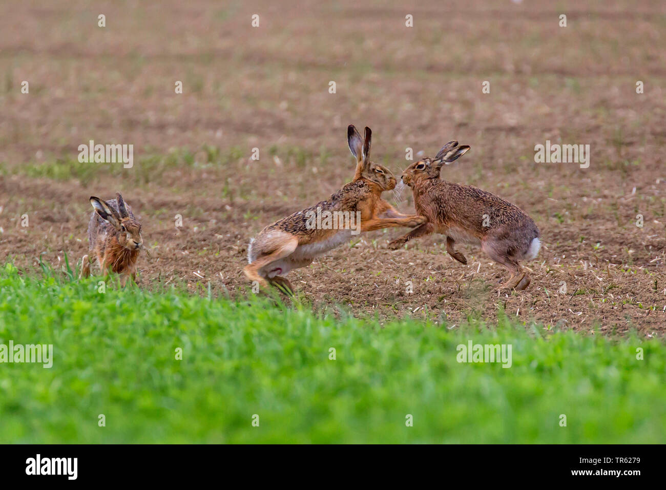 European hare, Brown hare (Lepus europaeus), three exemplars fighting ...
