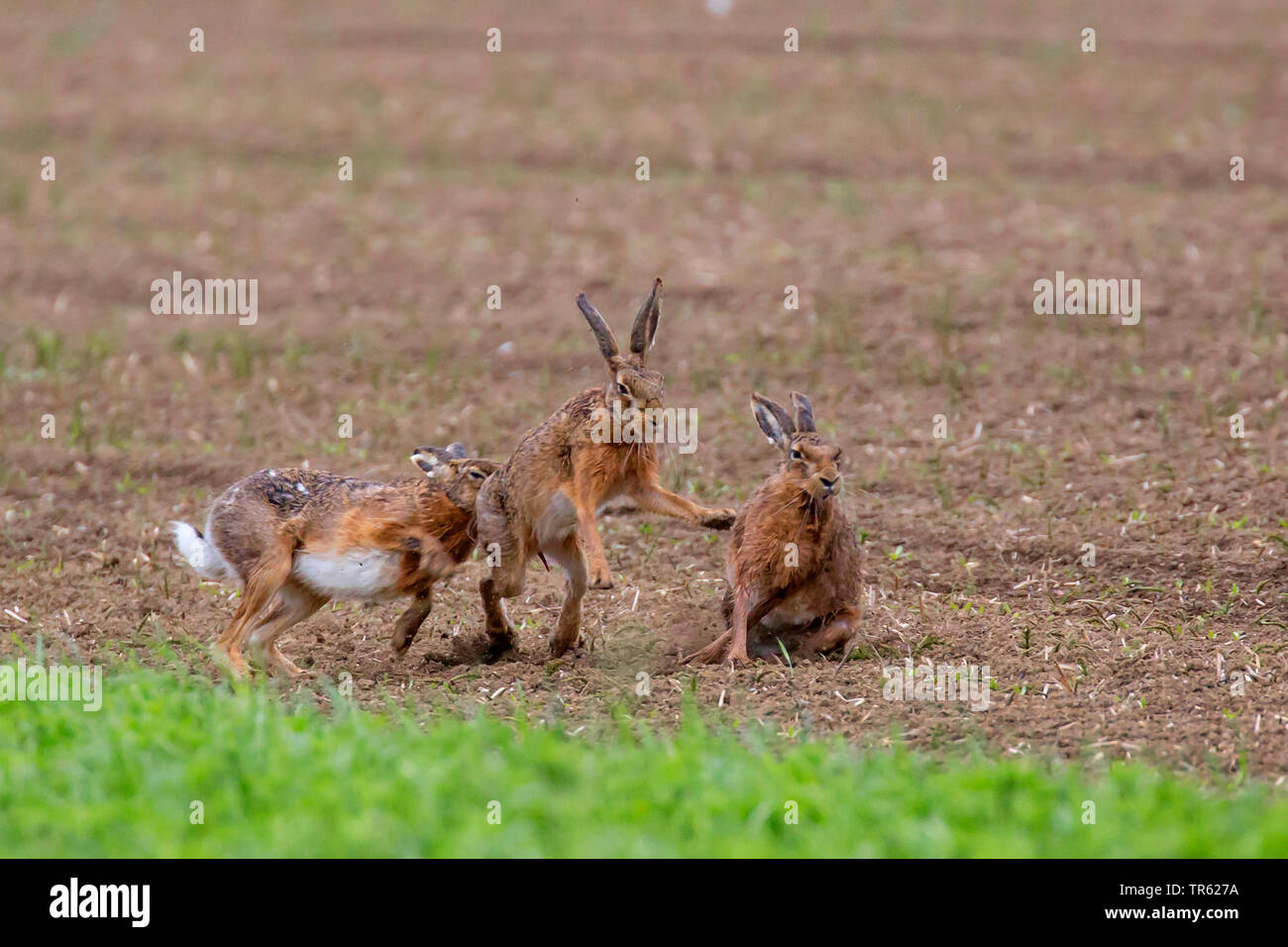 European hare, Brown hare (Lepus europaeus), three hares fighting on an ...