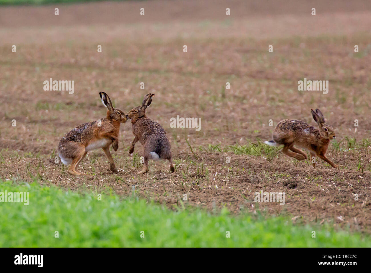 European hare, Brown hare (Lepus europaeus), three hares fighting on an ...