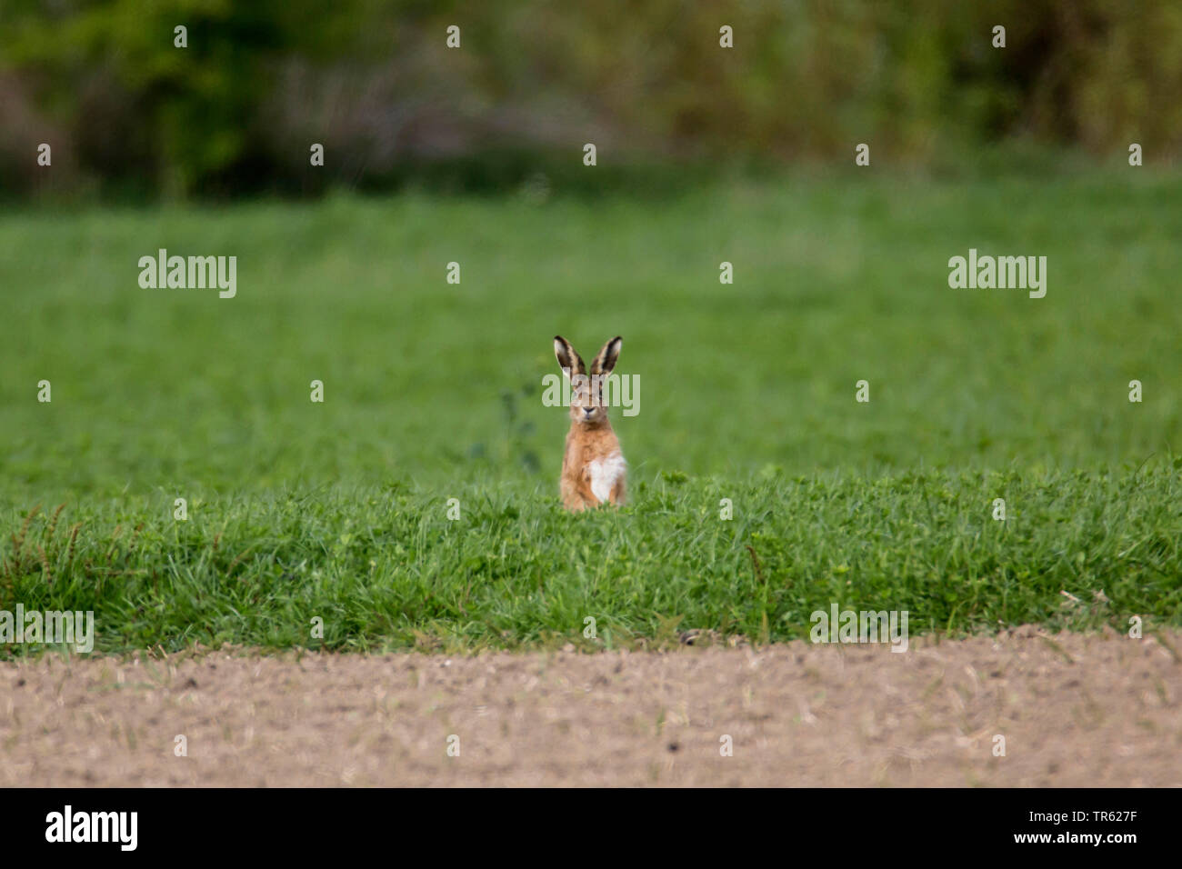 European hare, Brown hare (Lepus europaeus), sitting on a field and ...