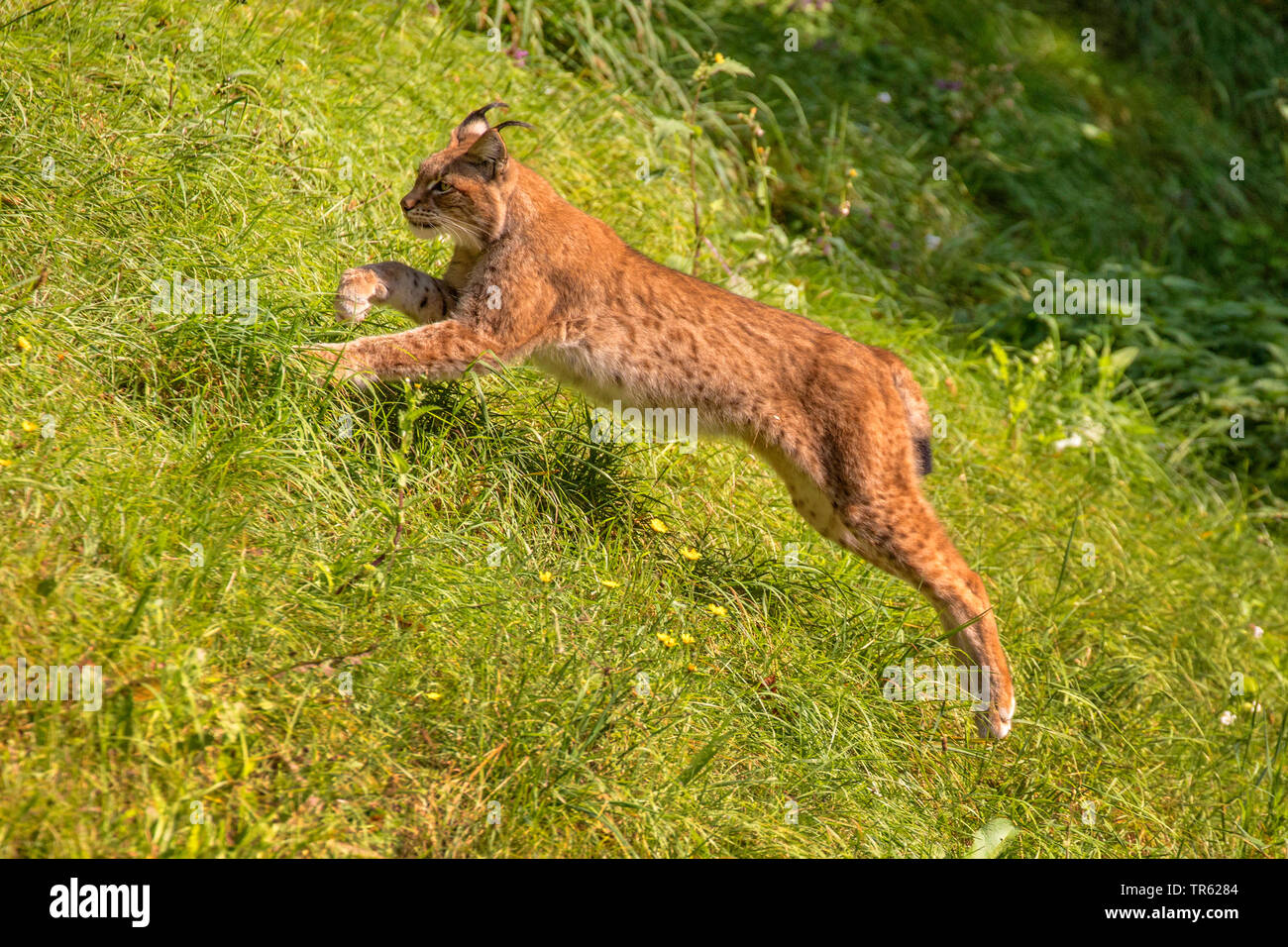Eurasian lynx (Lynx lynx), jumping up a scarp, side view, Germany Stock ...