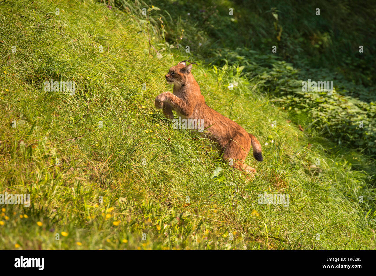 Eurasian lynx (Lynx lynx), jumping up a scarp, side view, Germany Stock ...