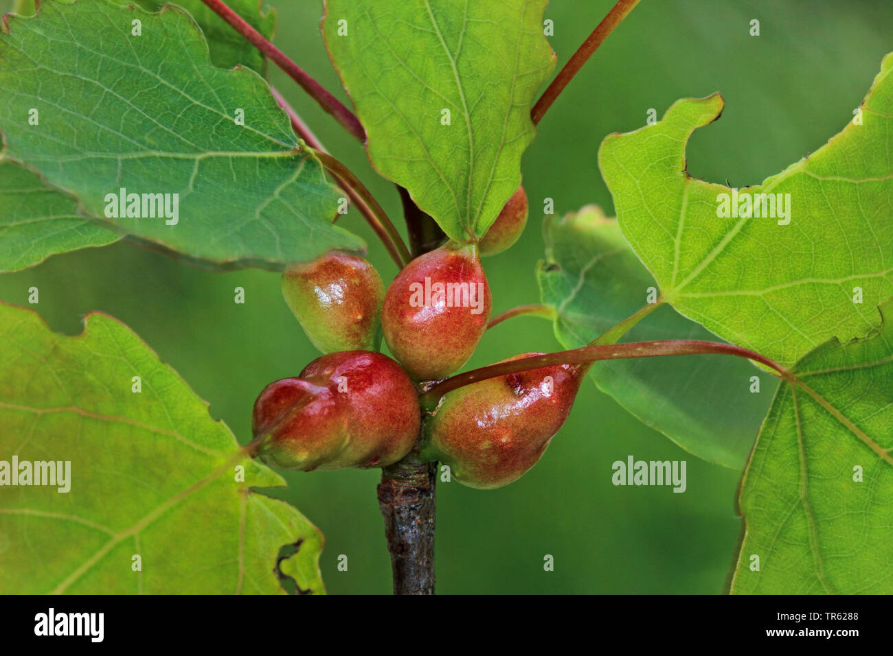 Trees galls hi-res stock photography and images - Alamy