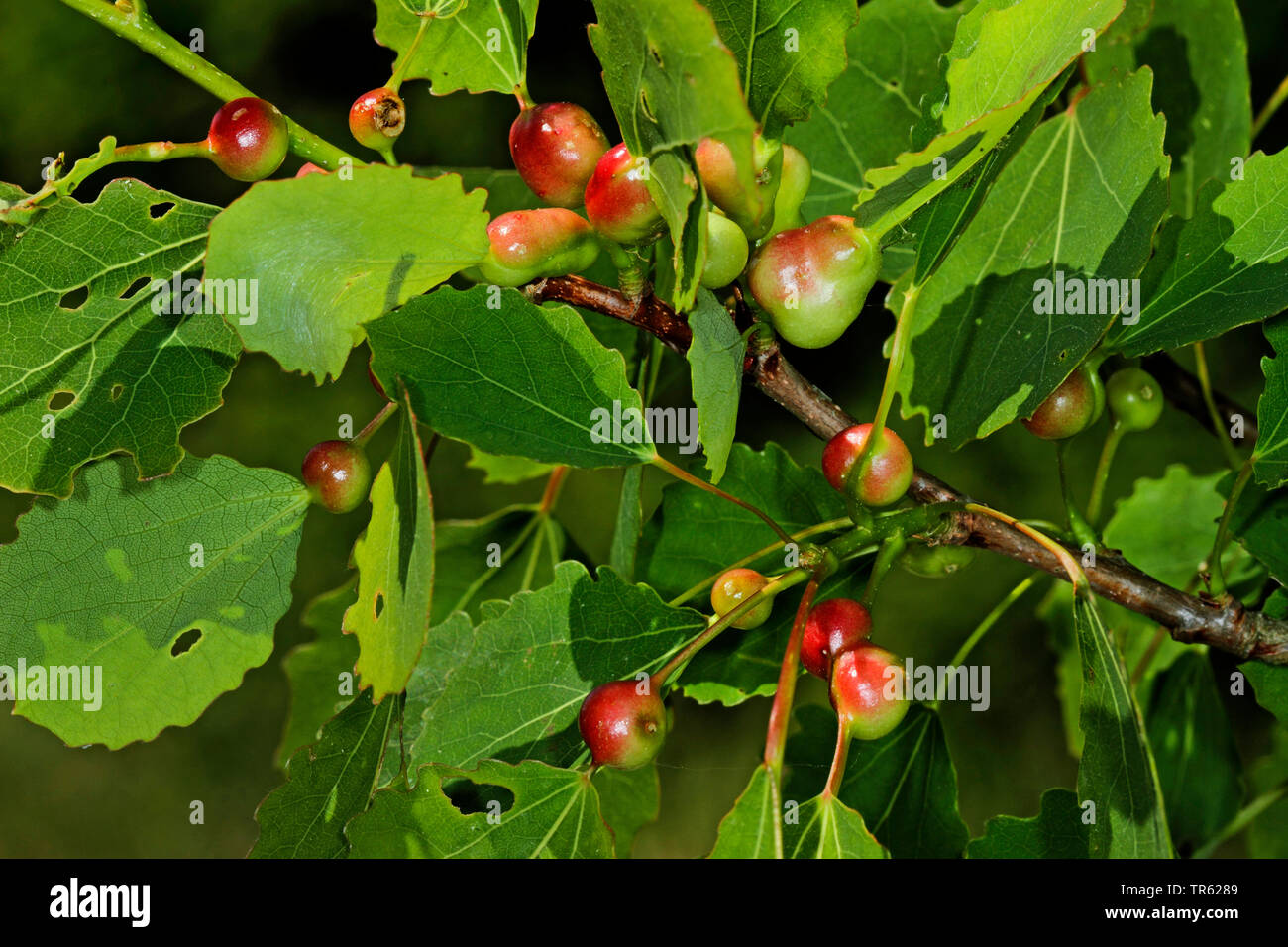 A petiole hi-res stock photography and images - Alamy
