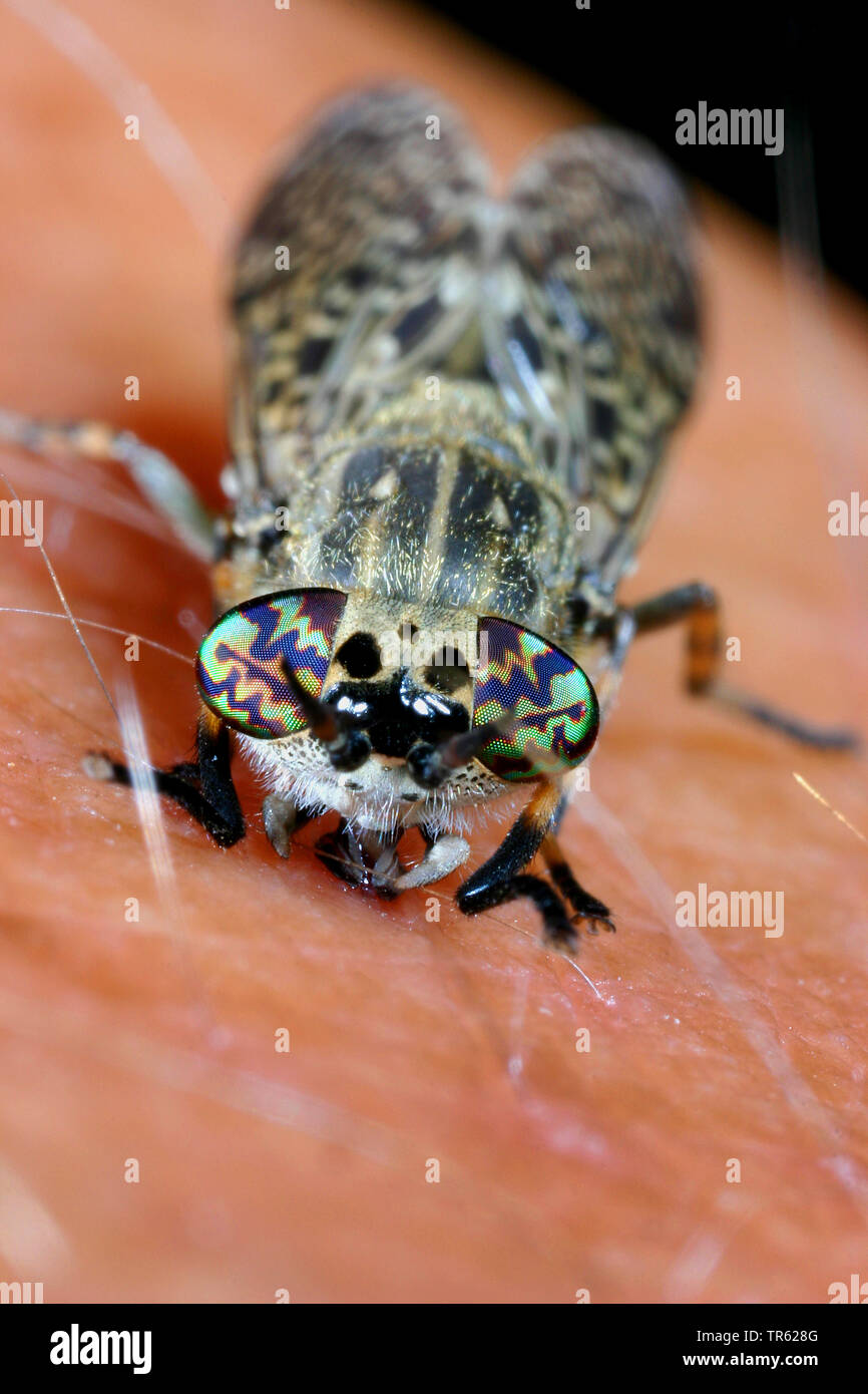 Common Horse Fly, Horse Fly, Notch-horned Cleg Fly, cleg-fly, cleg ...