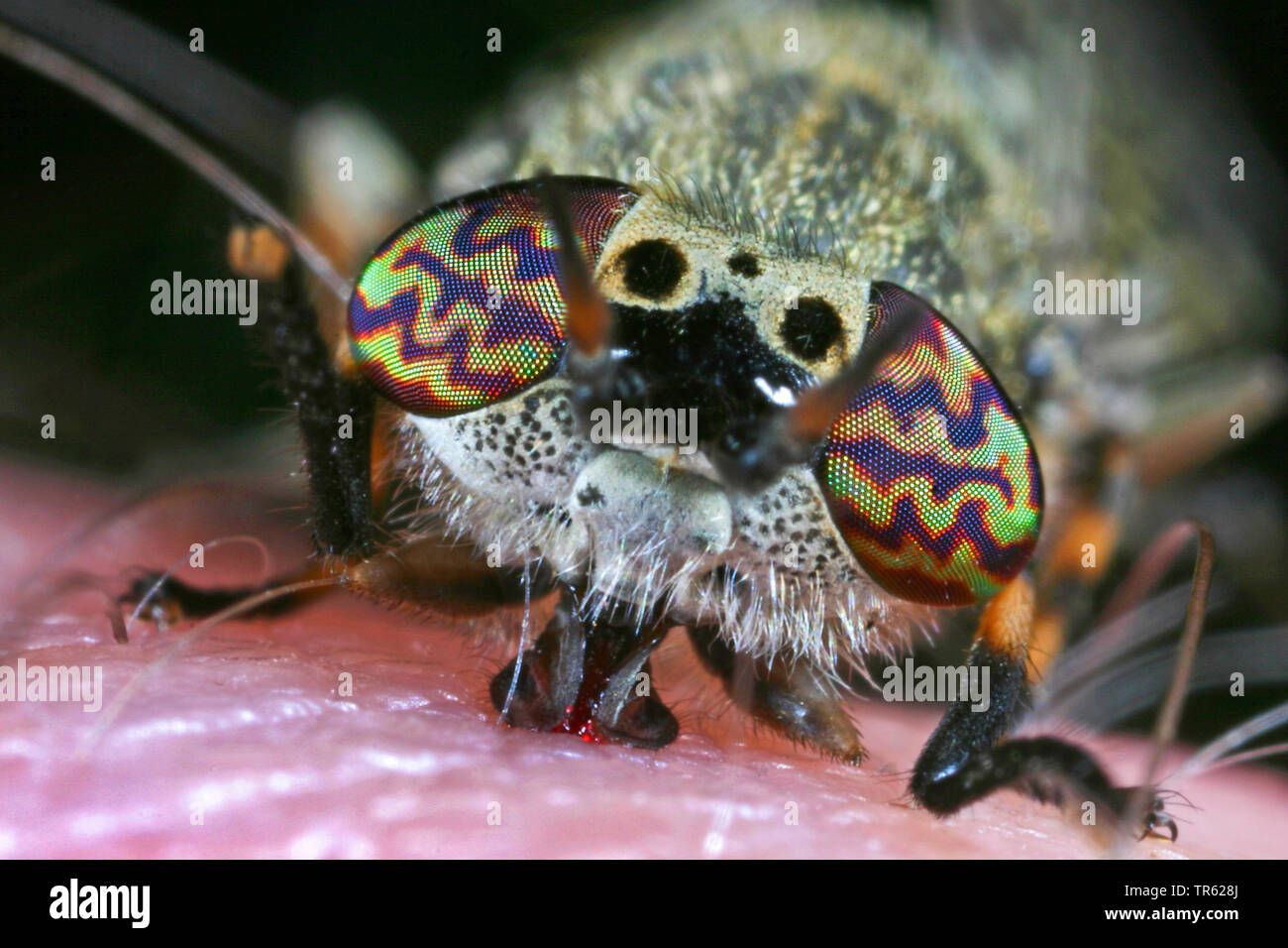Common Horse Fly, Horse Fly, Notch-horned Cleg Fly, cleg-fly, cleg ...