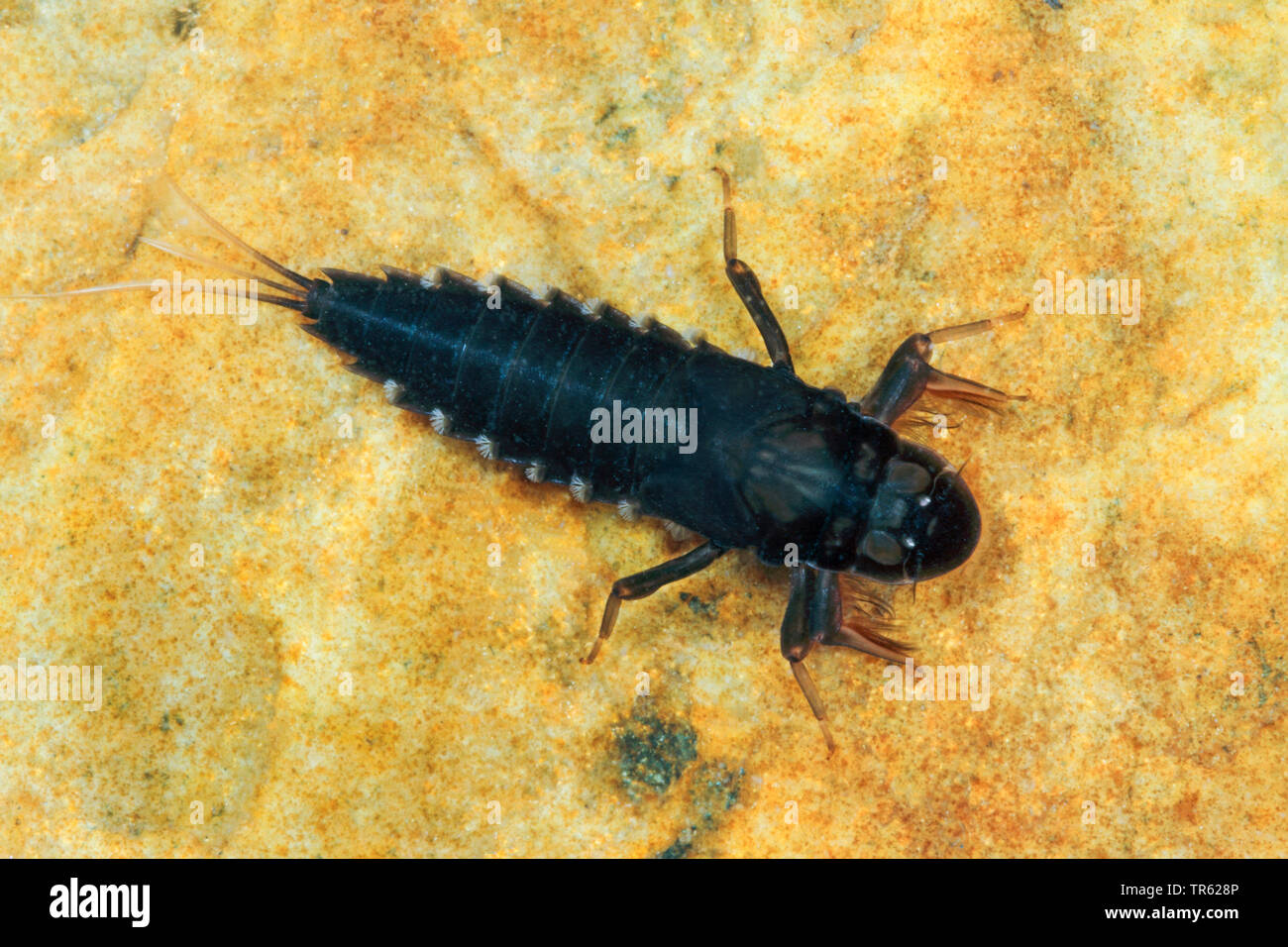 Rhine river mayfly (Oligoneuriella rhenana), larva, Germany Stock Photo ...